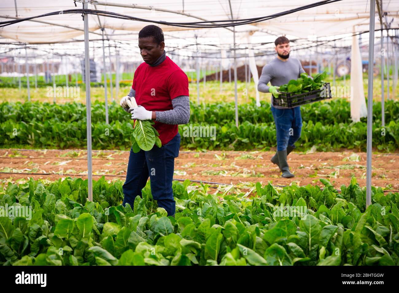 Experienced african american worker gathering in crops of fresh green ...