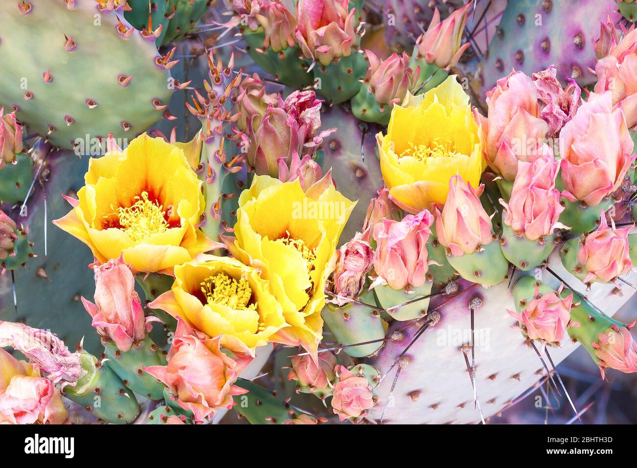 Barrett-Jackson Auction Company2021 Stock Photo - Alamy