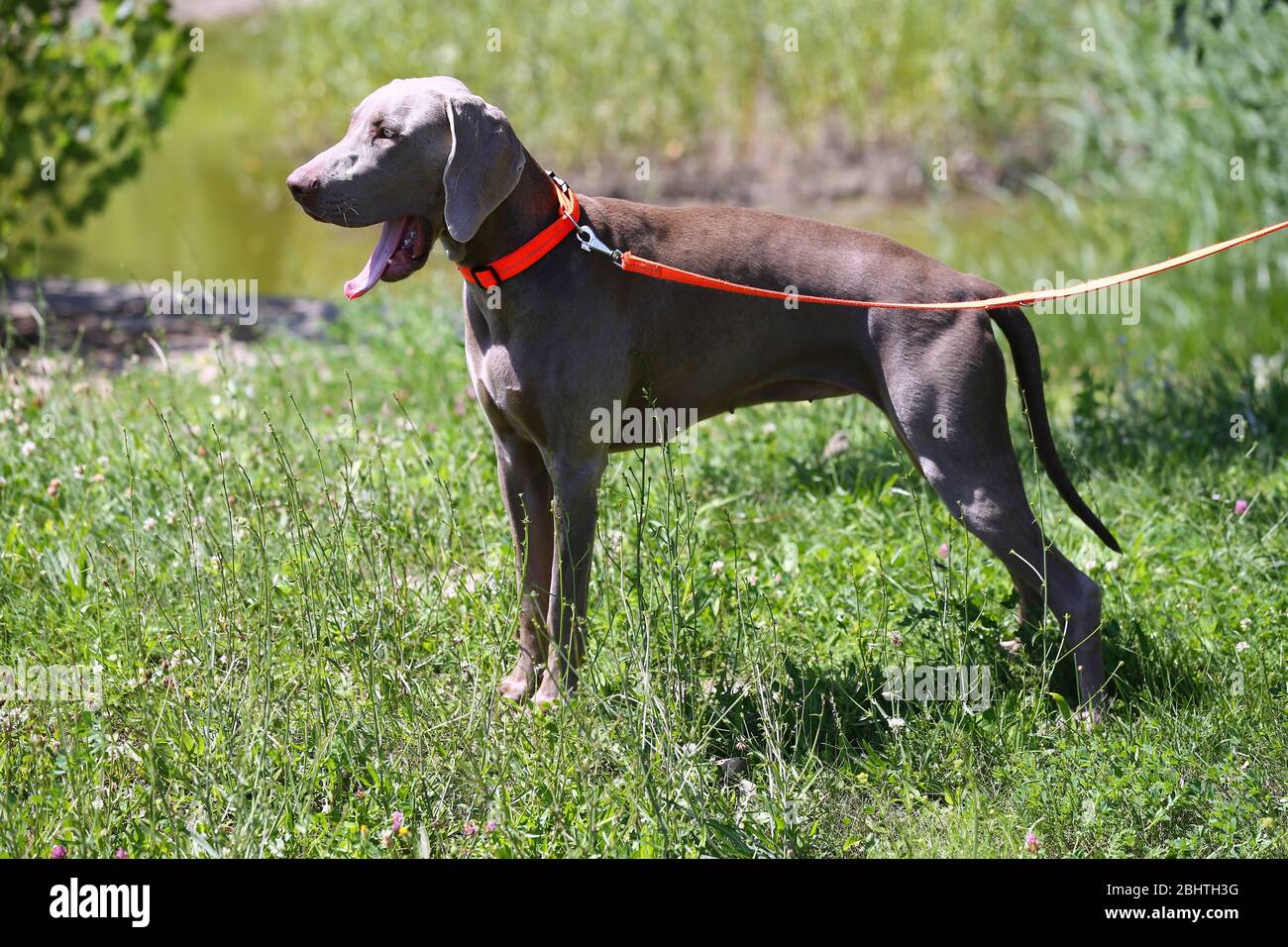German shorthaired pointer weimaraner hi-res stock photography and ...