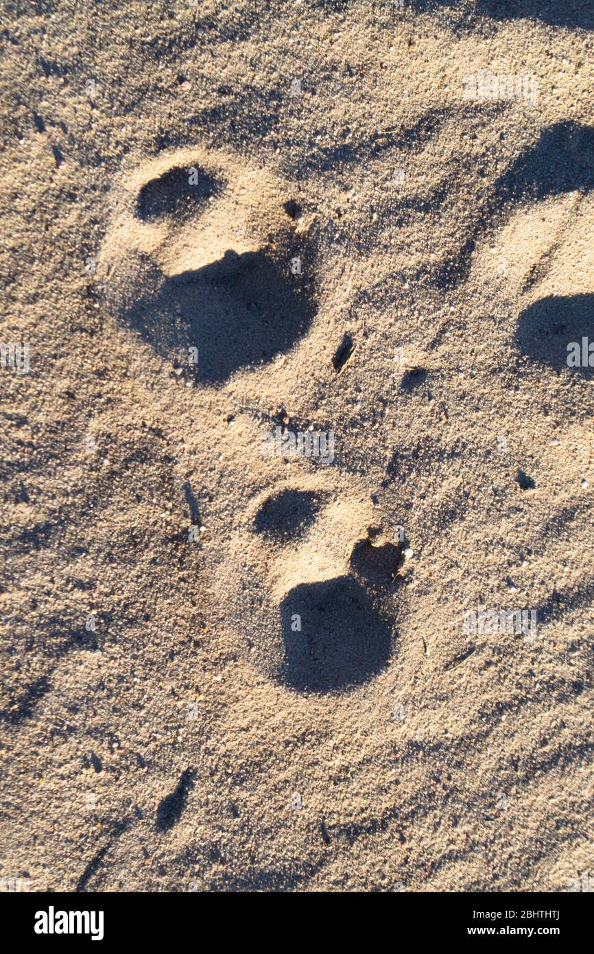 Two footprint of a wolf texture background. Top view. Vertical Stock ...