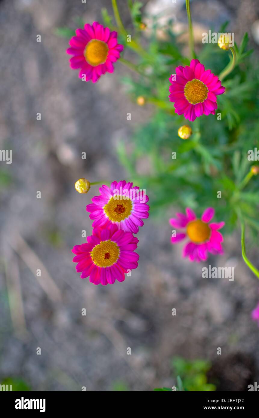 Pyrethrum chrysanthemum hi-res stock photography and images - Alamy