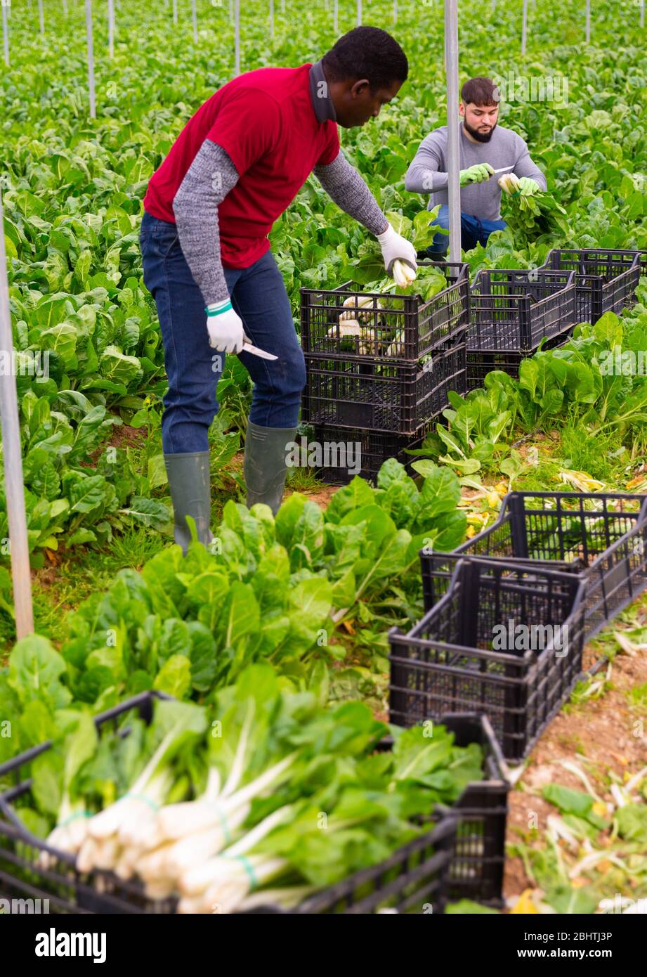Afro-american man harvesting mangold in a plastic box Stock Photo - Alamy