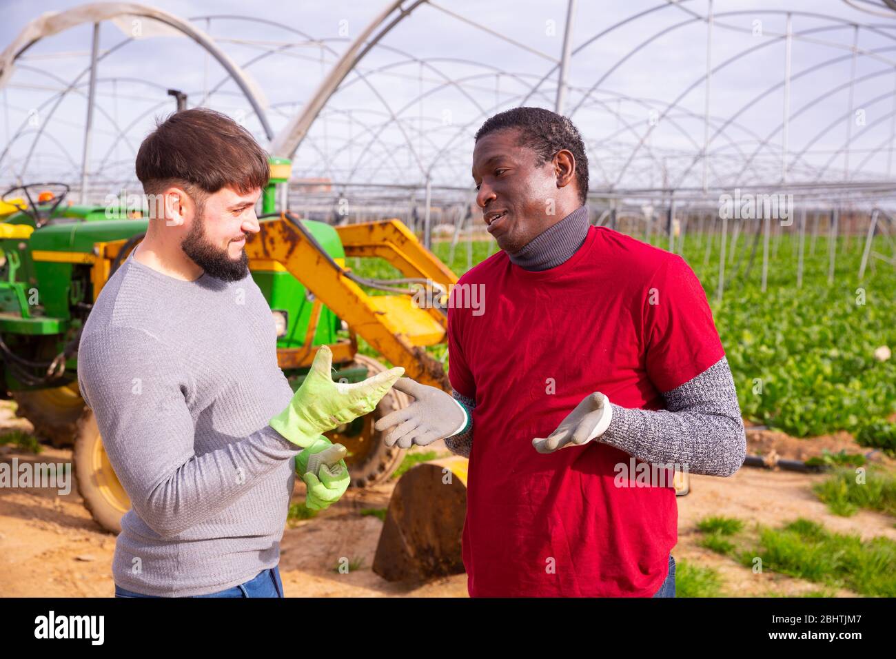 Two farmers are planning work in greenhouse Stock Photo - Alamy