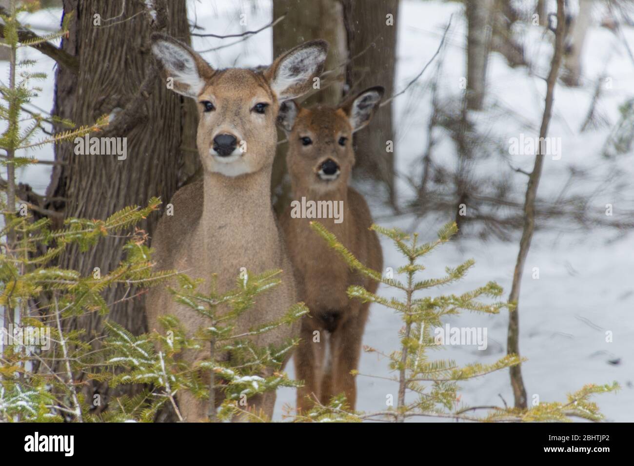 Doe and fawn white tailed deer hi-res stock photography and images - Alamy