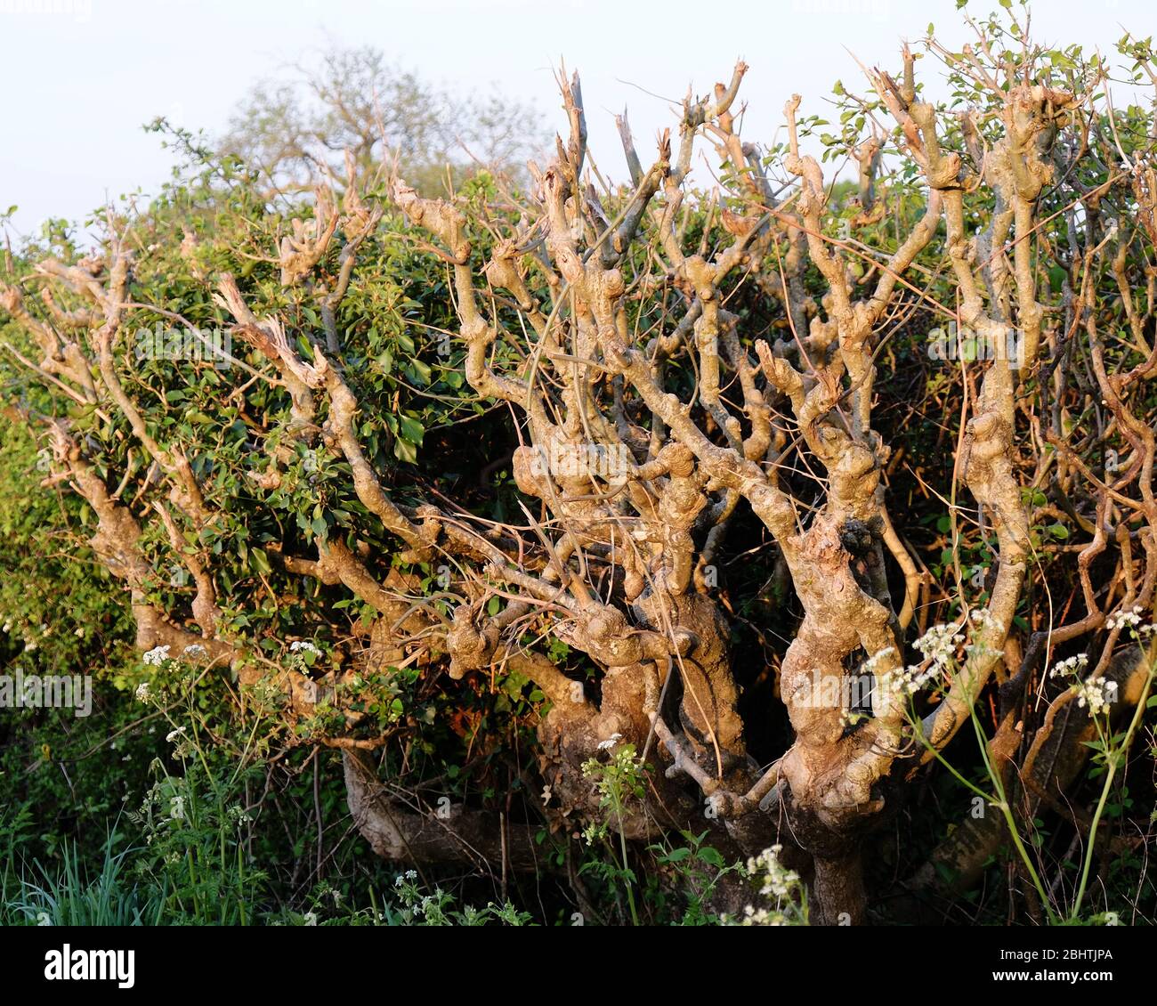 April 2020 - Interesting hedge branches making a great pattern and ...