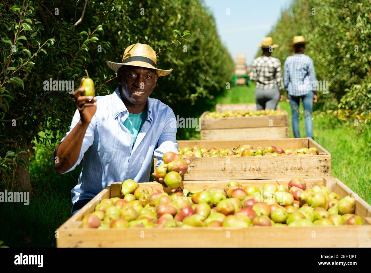 Portrait of happy African American farm worker near boxes with ...