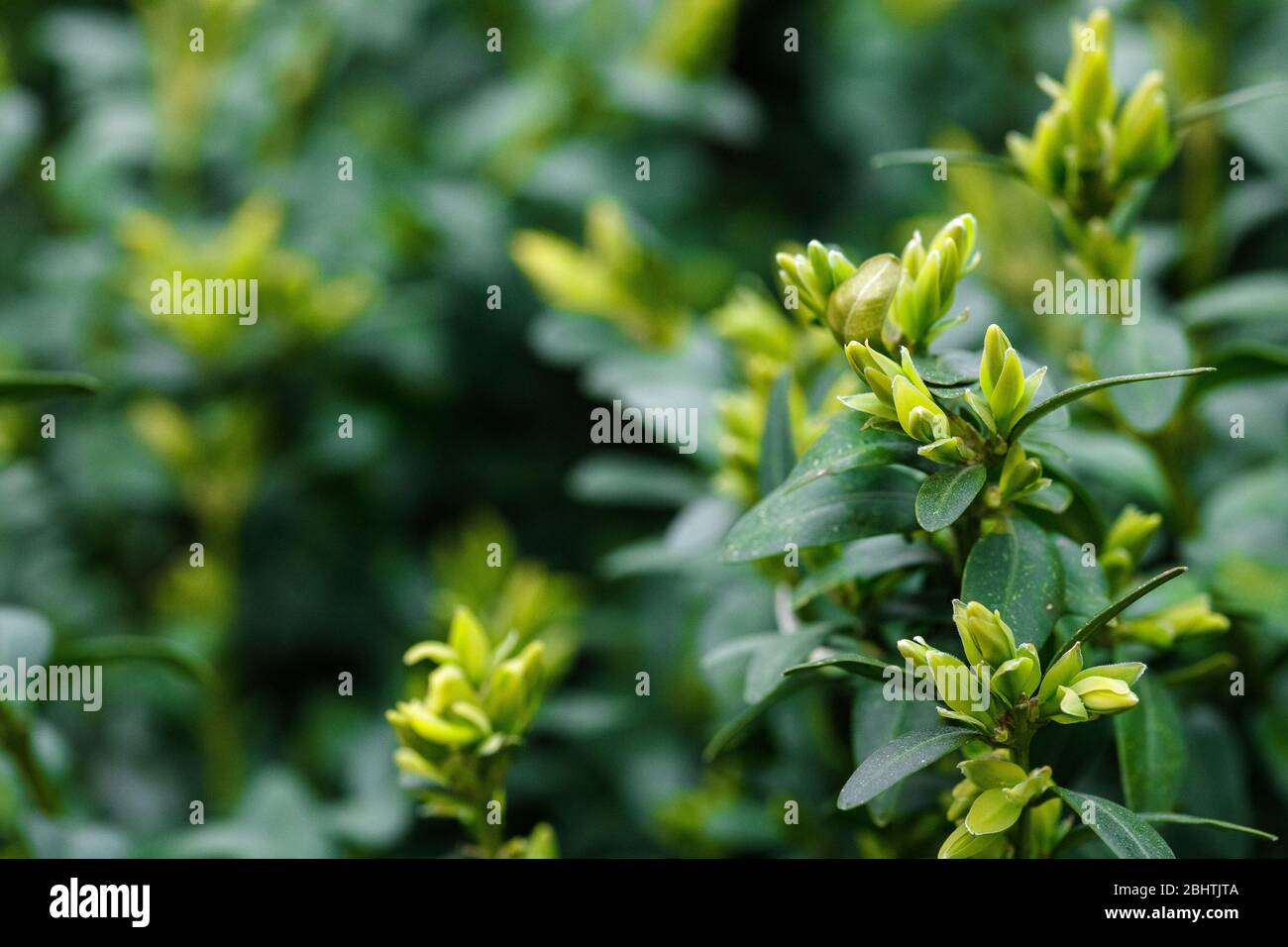 Boxwood is blooming. Big bushes. Bloom. B xus Stock Photo - Alamy