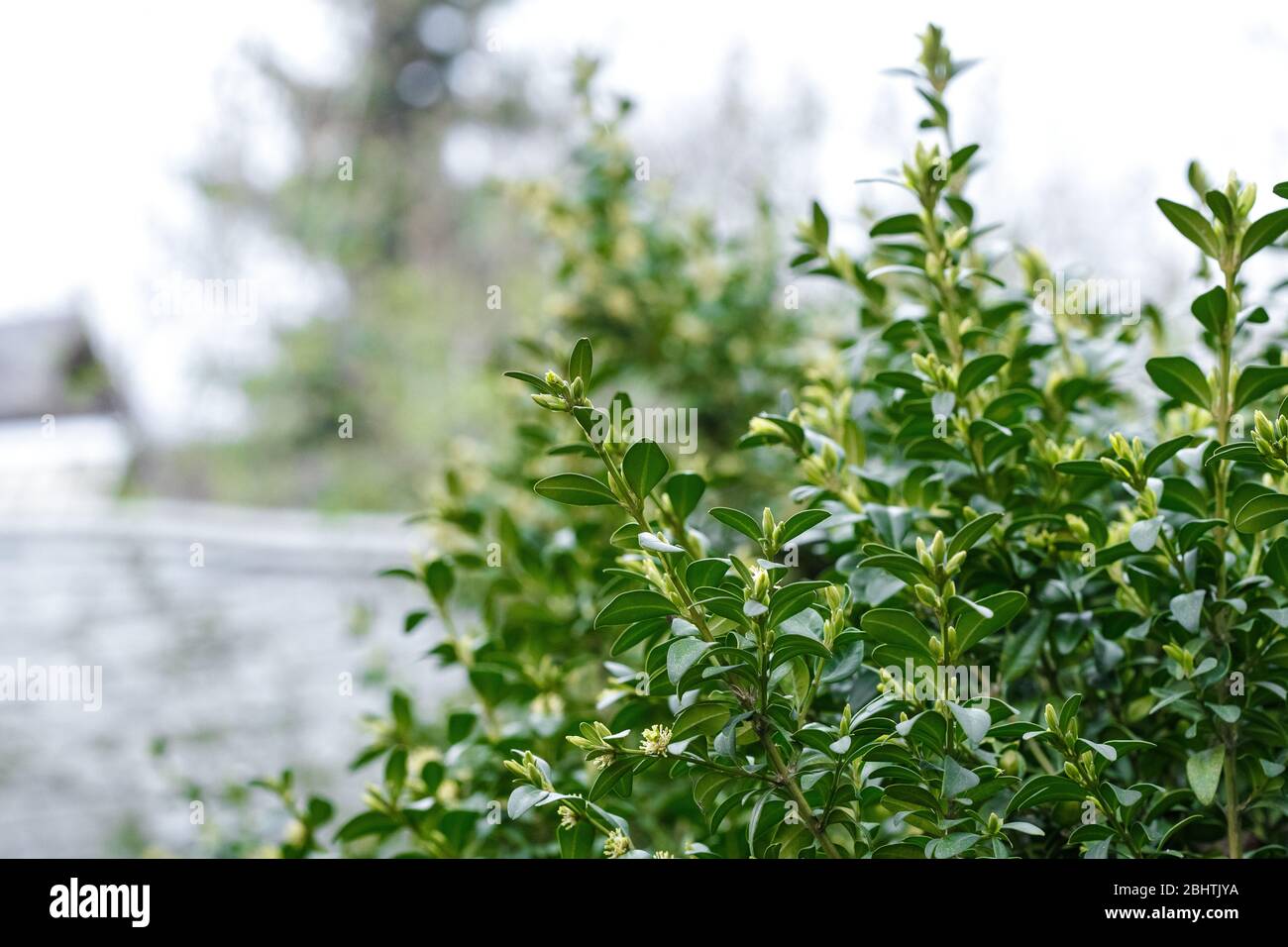 Boxwood is blooming. Big bushes. Bloom. B xus Stock Photo - Alamy