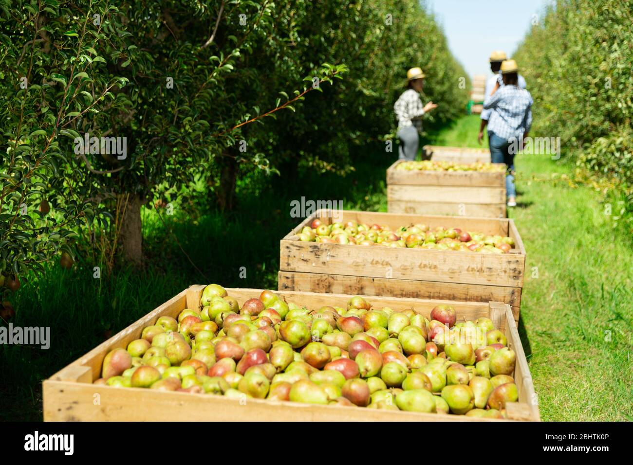 Successful harvesting season. Boxes with harvested ripe pears standing ...