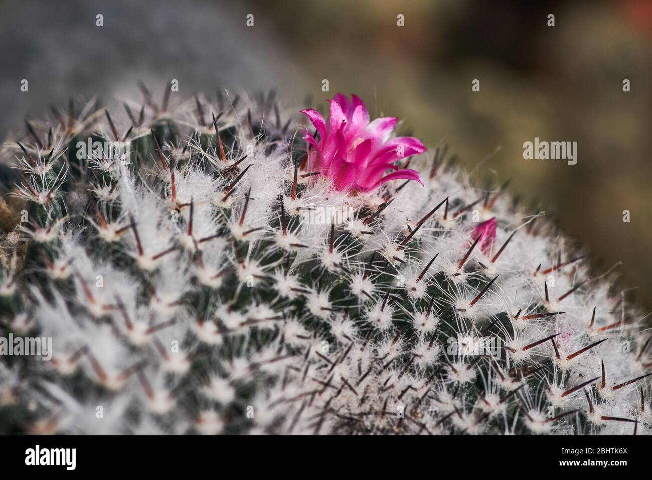 Closeup macro cactus details nature stock photo Stock Photo - Alamy
