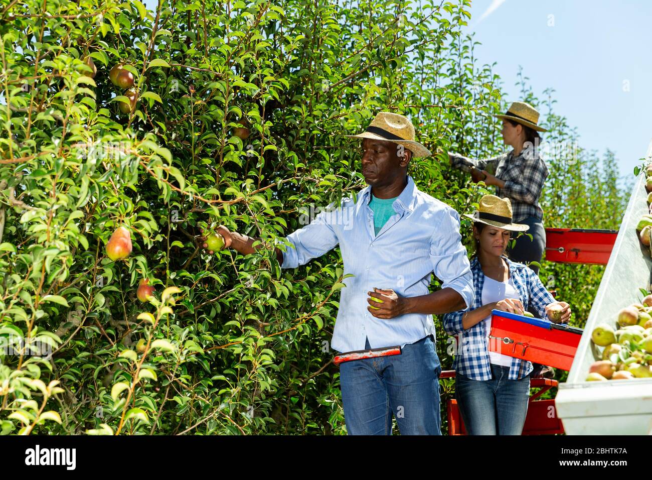 Concept of mechanization of fruit harvesting. Workers picking ripe ...