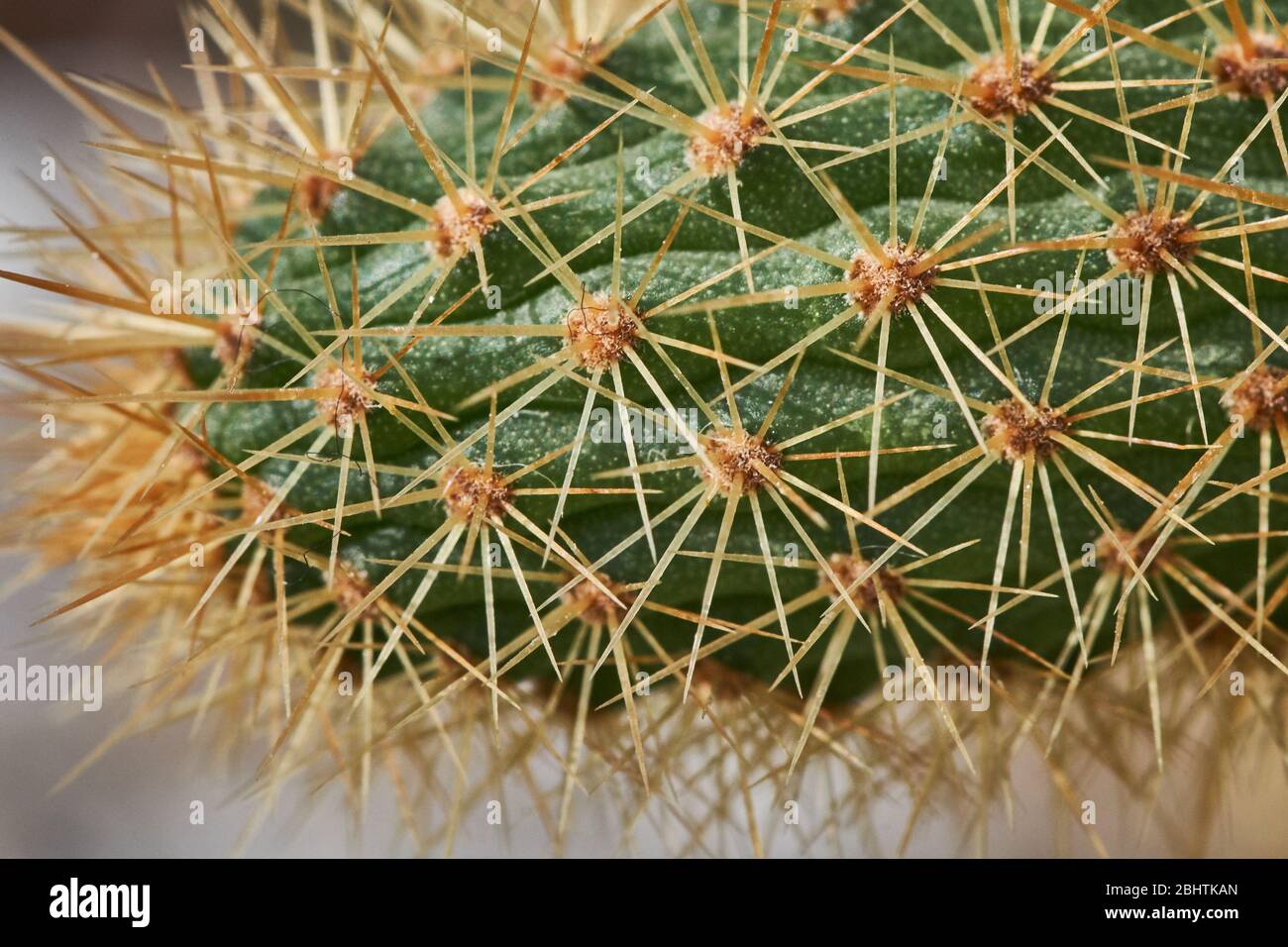 Closeup macro cactus details nature stock photo Stock Photo - Alamy