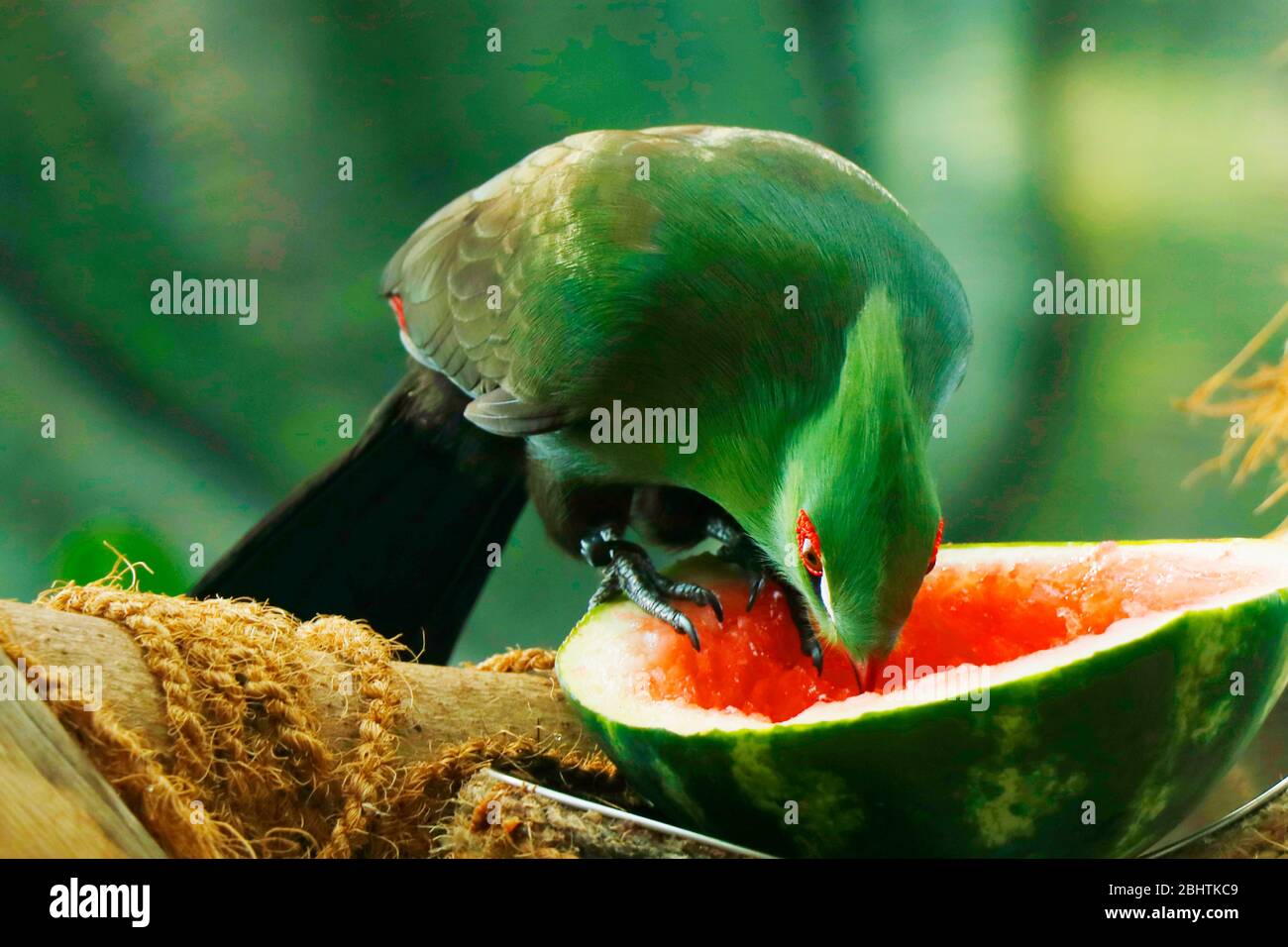 The Guinea turaco, also known as the green turaco or green lourie, is a ...