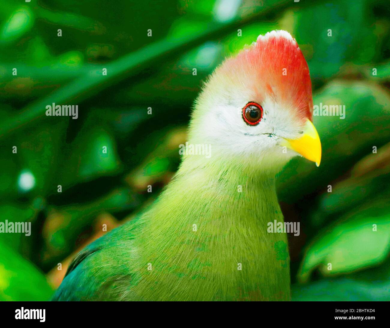 Fischer's turaco is a species of bird in the family Musophagidae. It is ...