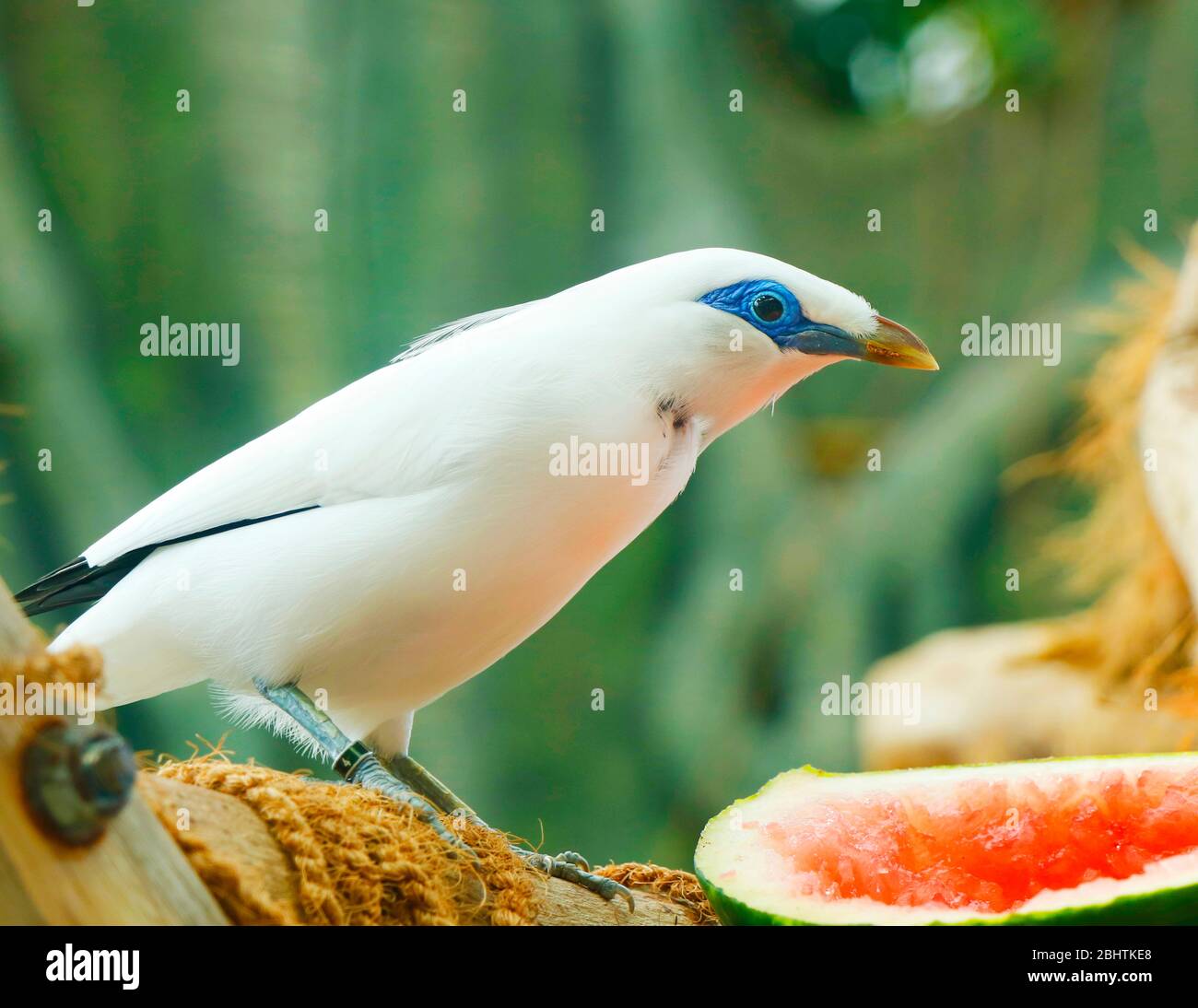 The Bali Myna bird (Leucopsar rothschildi), also known as Rothschild's ...