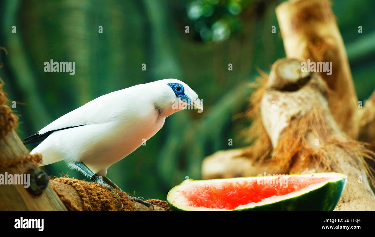 The Bali Myna bird (Leucopsar rothschildi), also known as Rothschild's ...