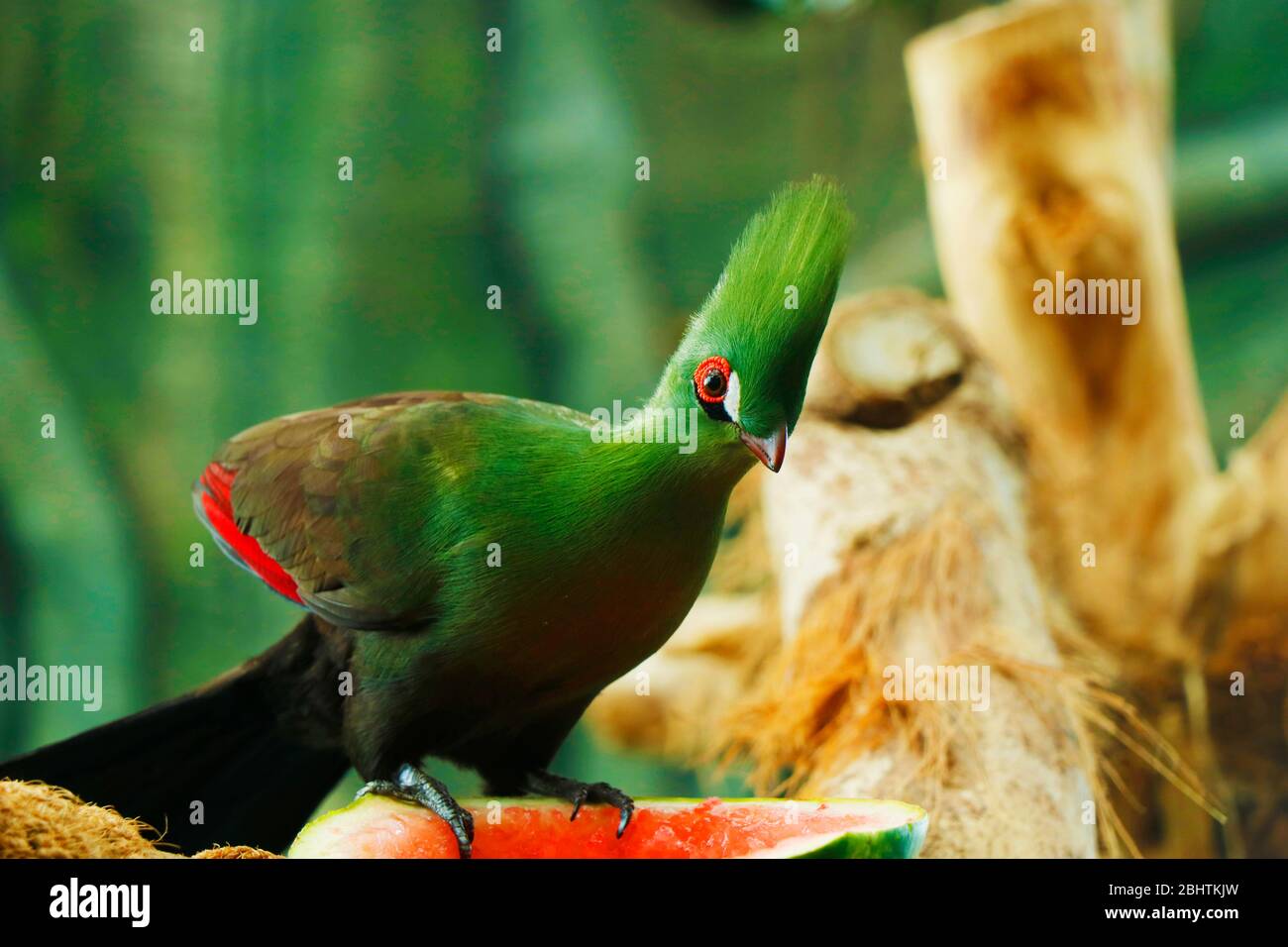 The Guinea turaco, also known as the green turaco or green lourie, is a ...