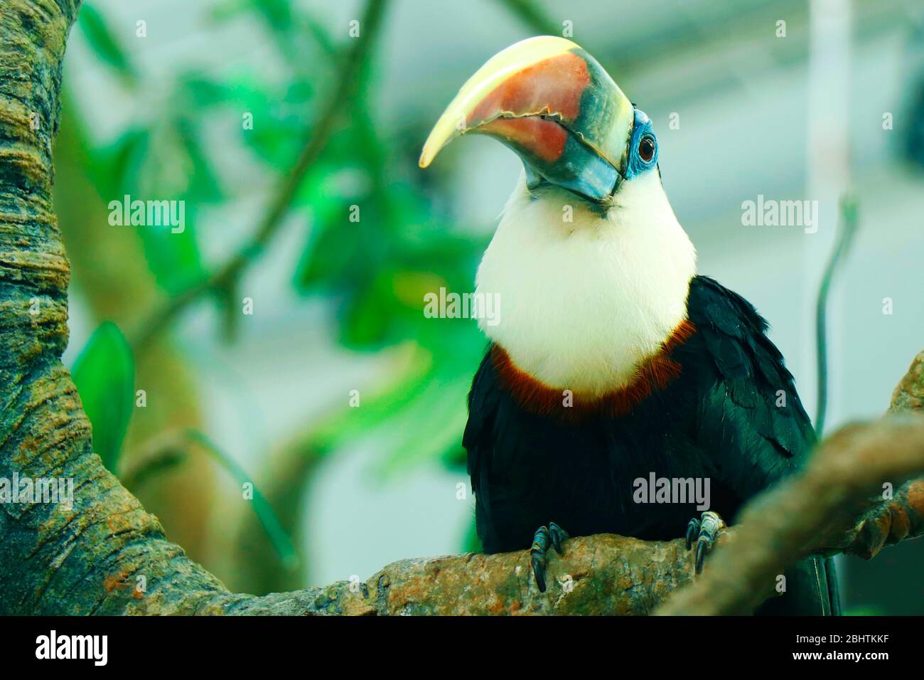Neotropical near passerine bird family hi-res stock photography and ...