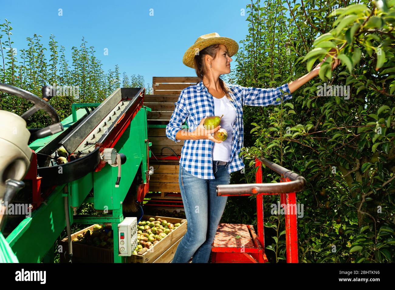 Successful diligent positive cheerful female owner of orchard with ...