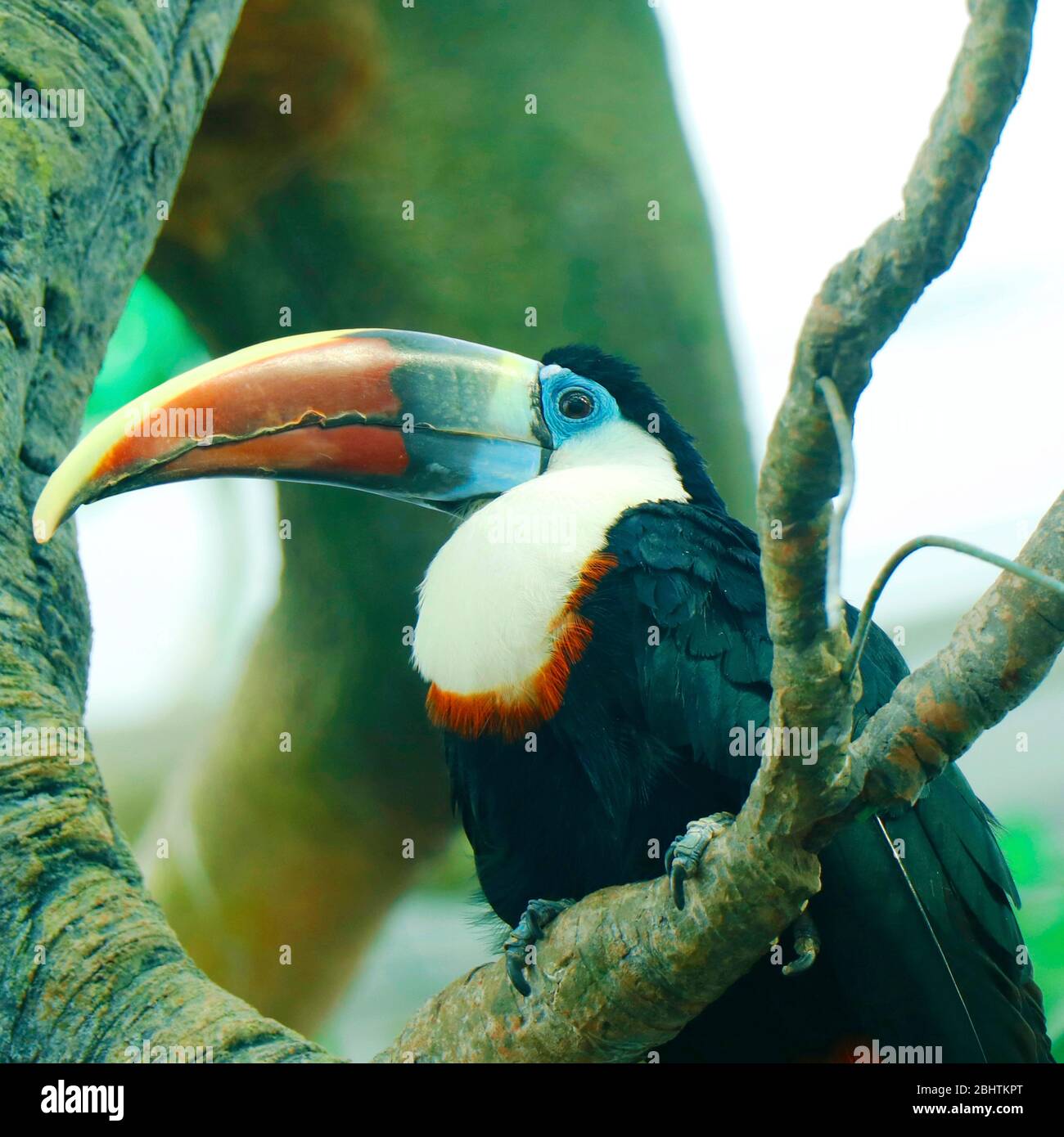 Neotropical near passerine bird family hi-res stock photography and ...