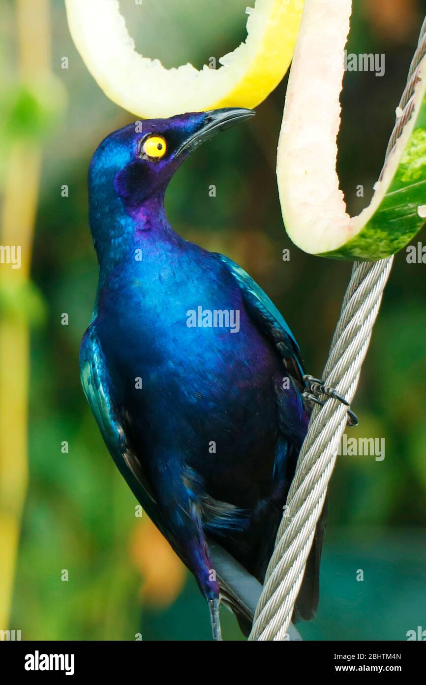 The purple starling, also known as the purple glossy starling, is a ...