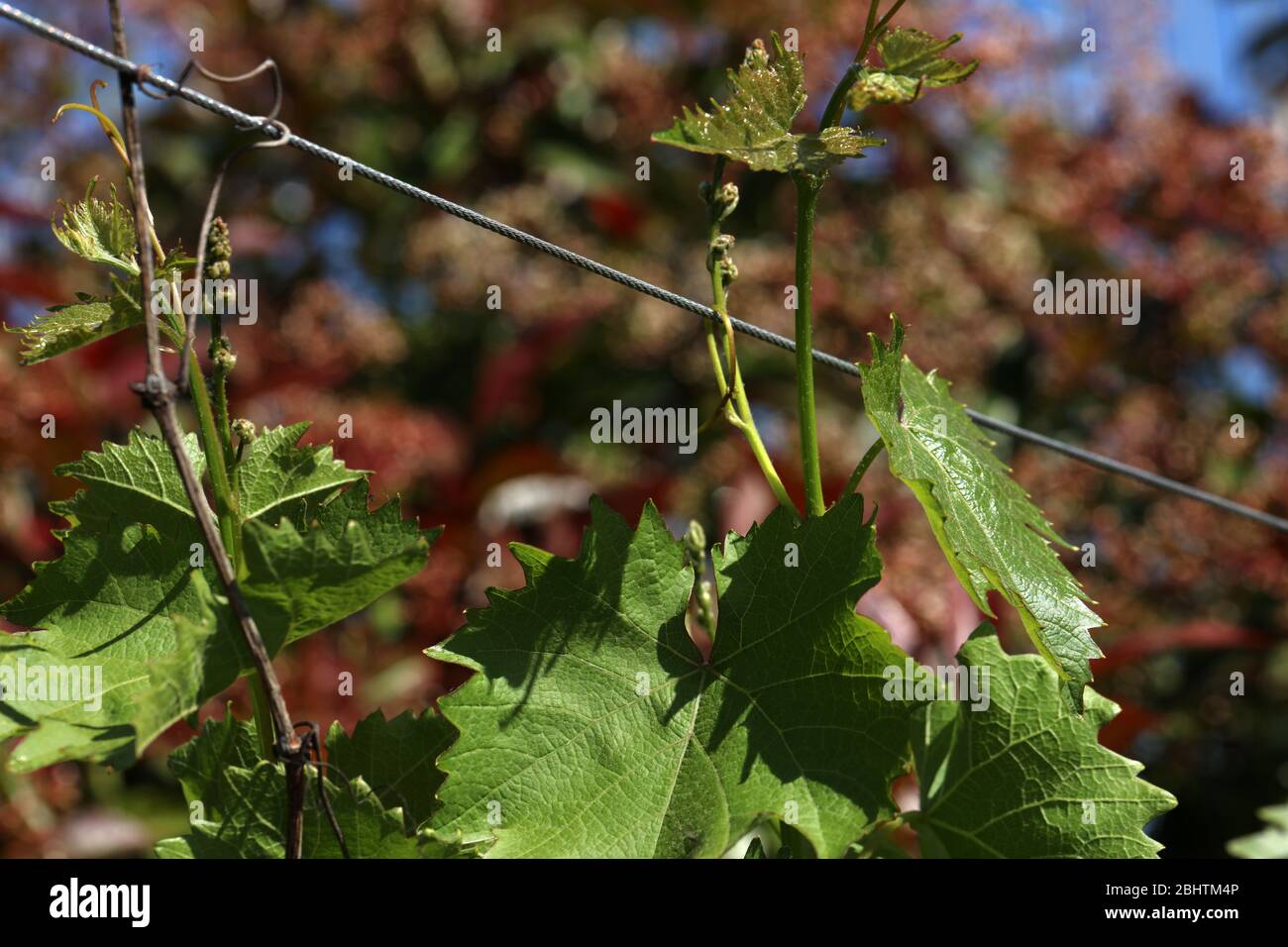 Vine leaf on a vine Stock Photo - Alamy