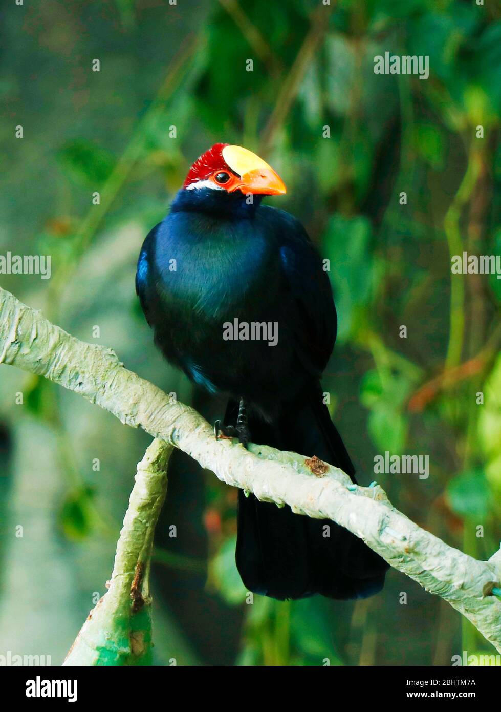 Violaceous turaco hi-res stock photography and images - Alamy