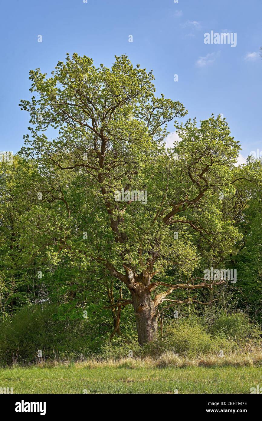 An old gnarled oak tree in spring Stock Photo - Alamy