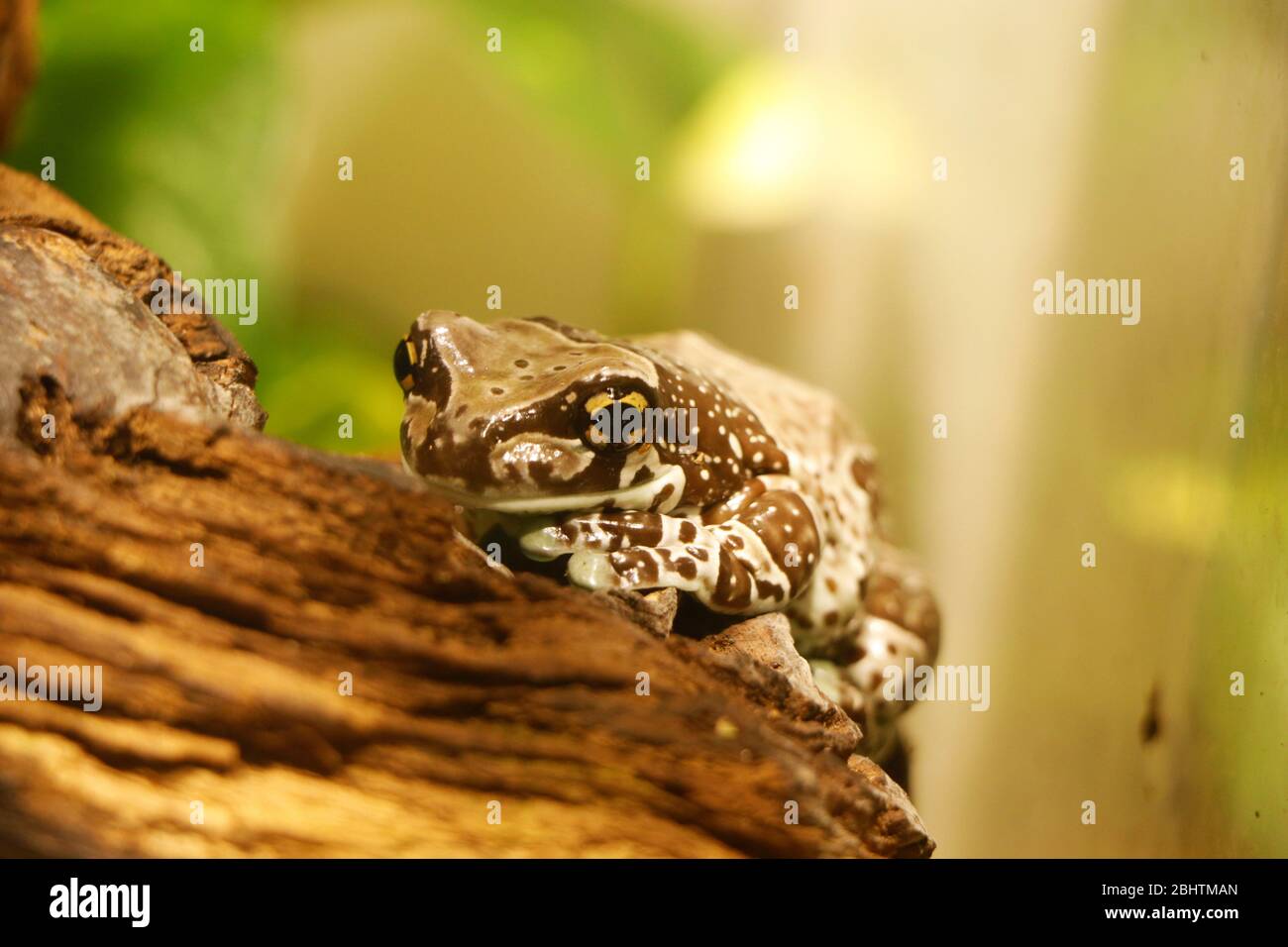 The Mission golden-eyed tree frog or Amazon milk frog is a large ...