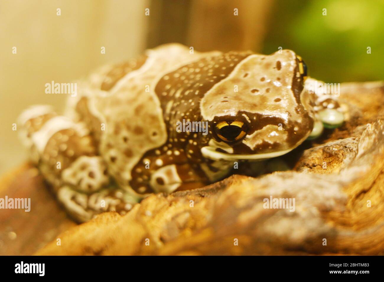 The Mission golden-eyed tree frog or Amazon milk frog is a large ...
