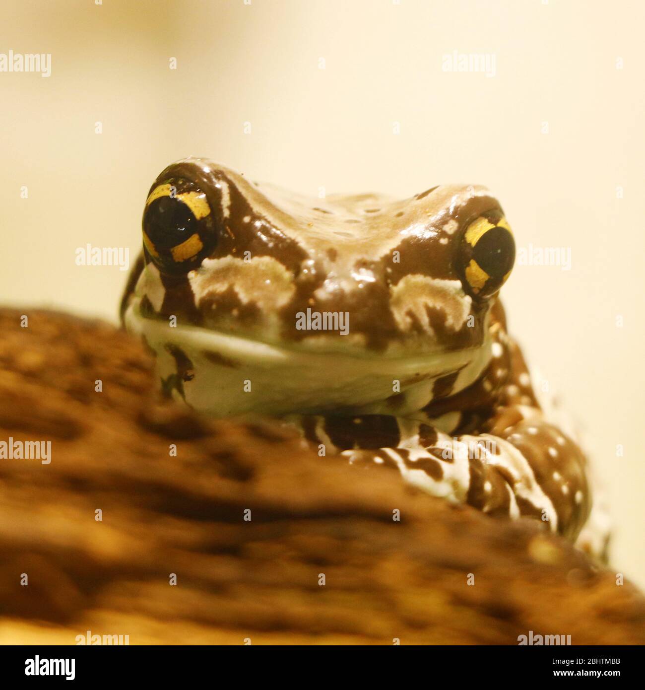 The Mission golden-eyed tree frog or Amazon milk frog is a large ...