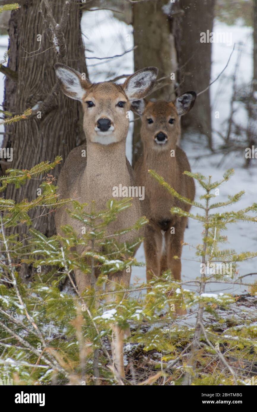 White tailed deer fawn face hi-res stock photography and images - Alamy