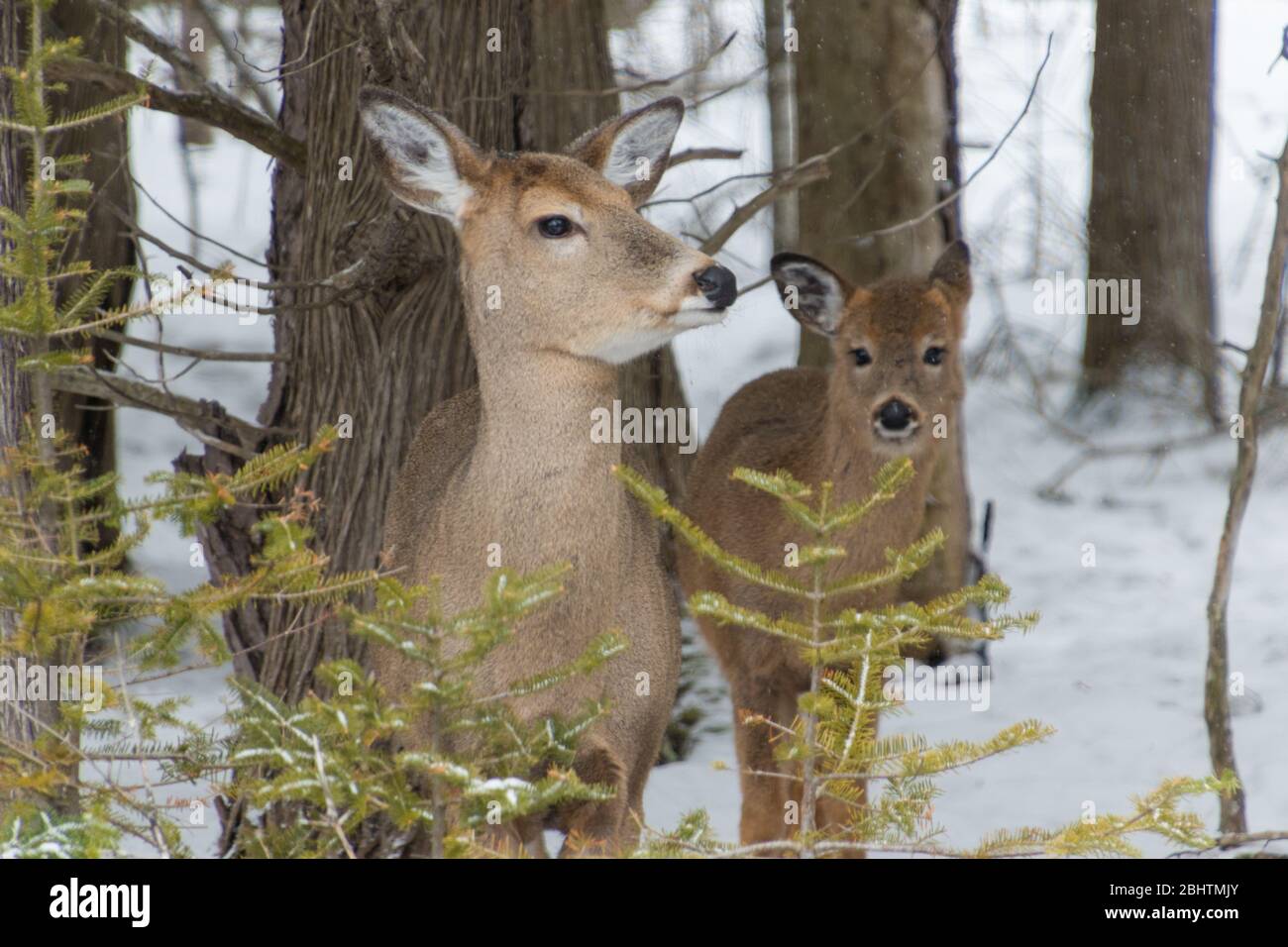 Curious White tailed Deer doe with her gown buck fawn in winter snow ...