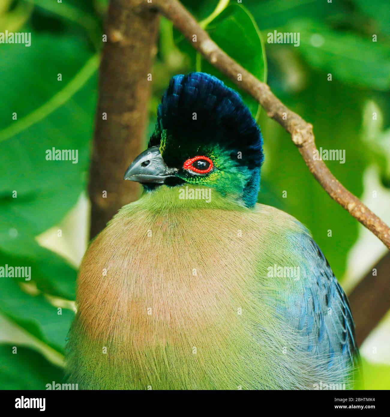 The purple-crested turaco is a species of bird in the Musophagidae ...