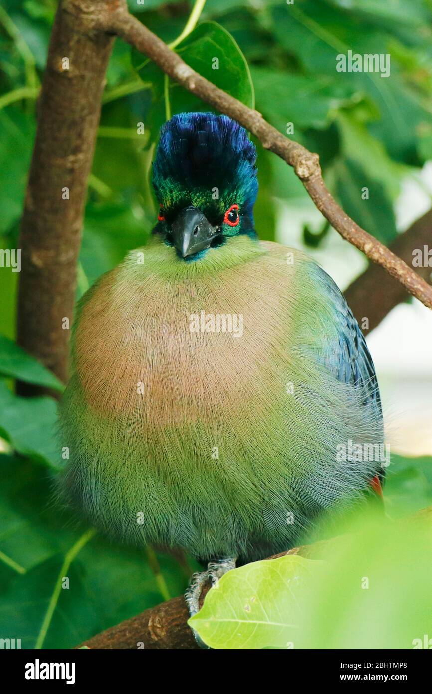 The purple-crested turaco is a species of bird in the Musophagidae ...