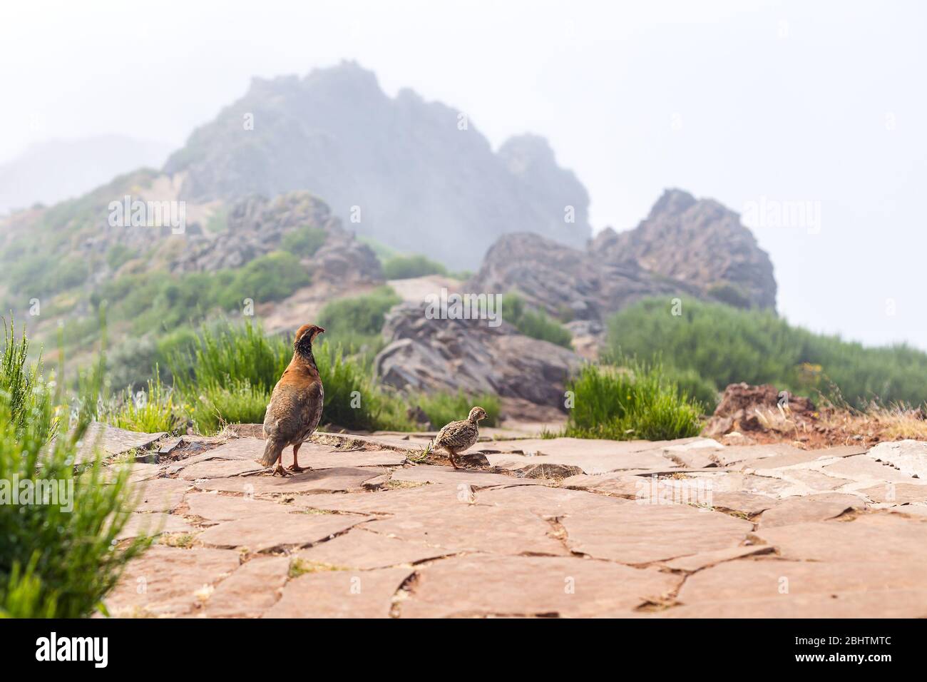 The rock partridge Alectoris graeca birds a bird of a pheasant family ...