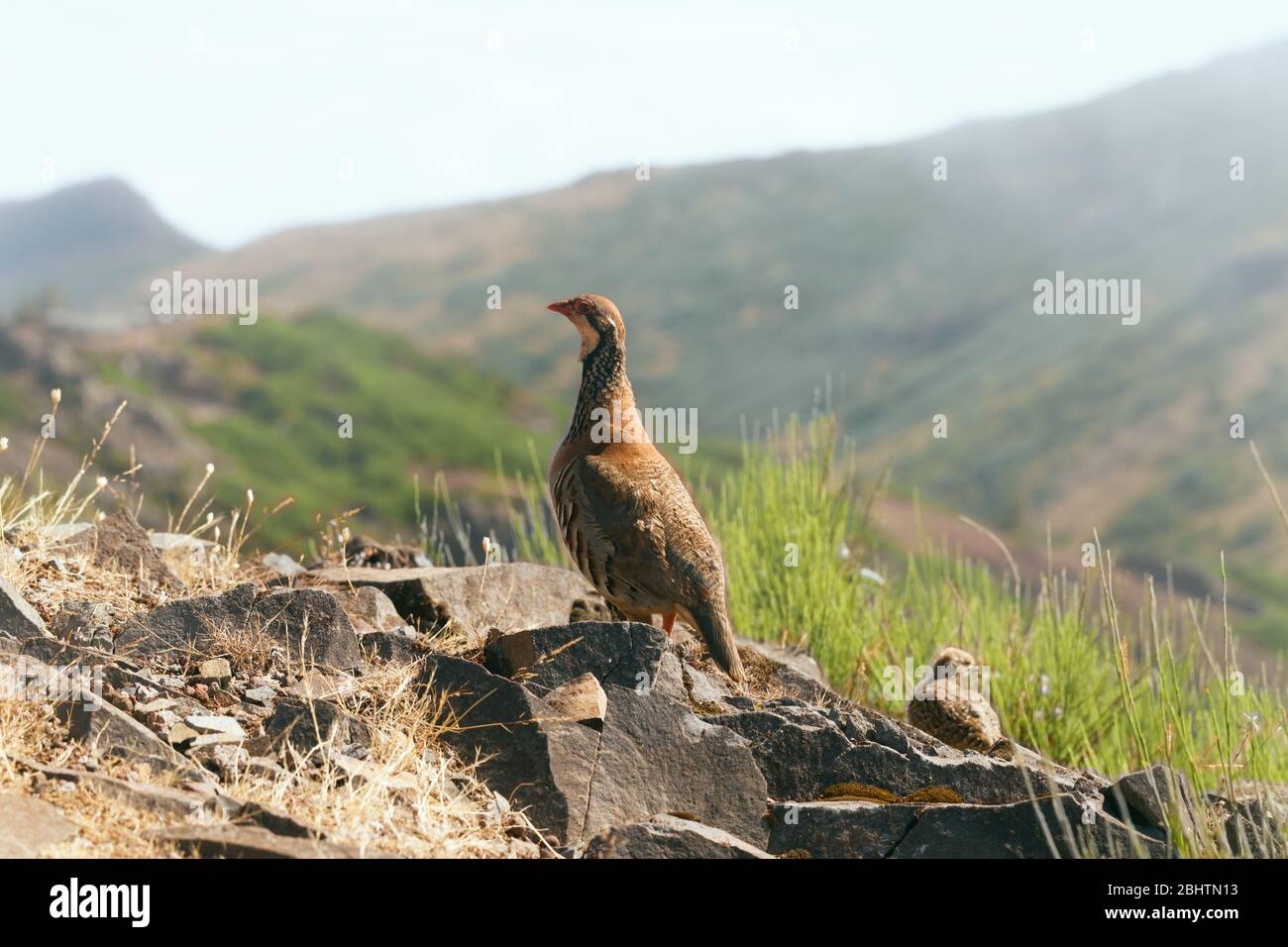 Partridge field trail hi-res stock photography and images - Alamy
