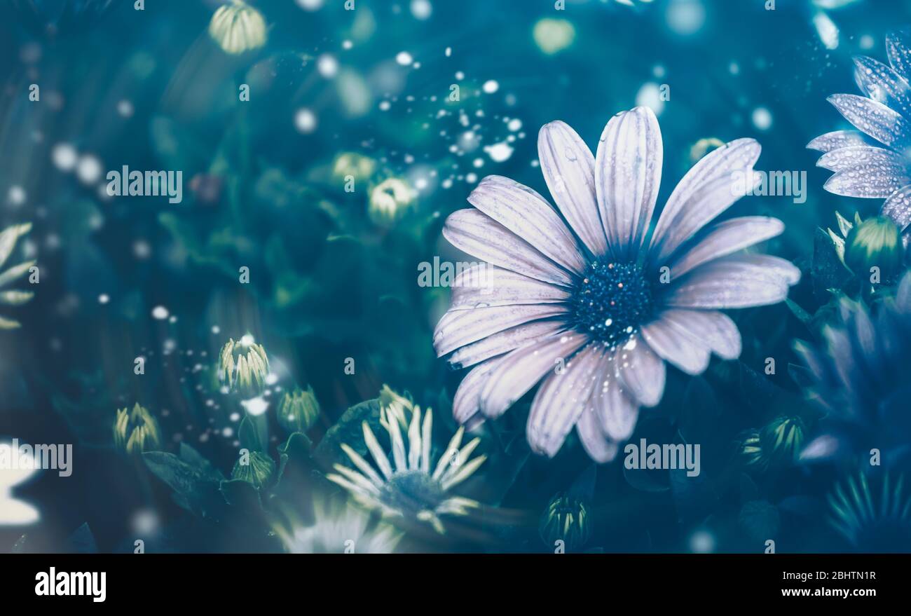 Dramatic flower background; Nature Background Stock Photo - Alamy