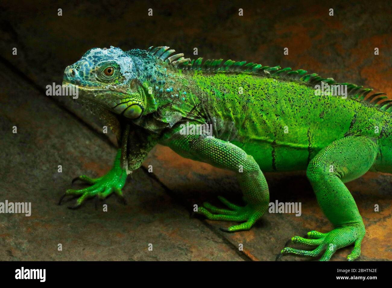 chinese water dragon lizard. is a species of agamid lizard native to ...