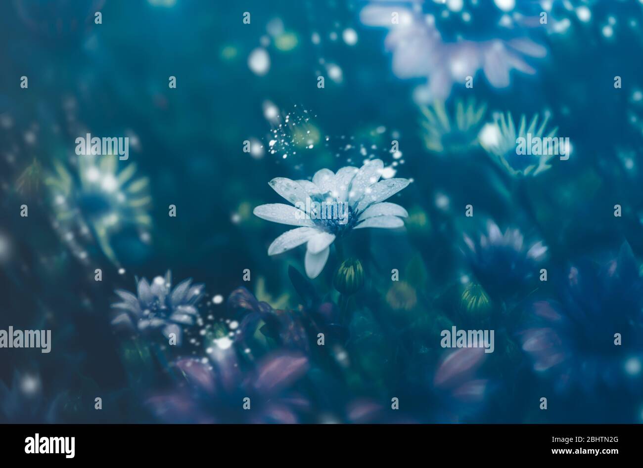 Dramatic flower background; Nature Background Stock Photo - Alamy