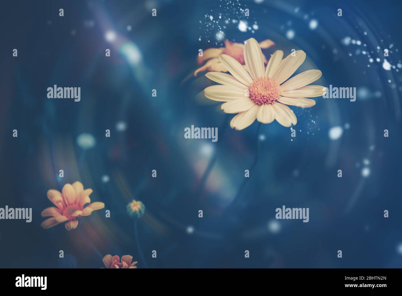 Dramatic flower background; Nature Background Stock Photo - Alamy