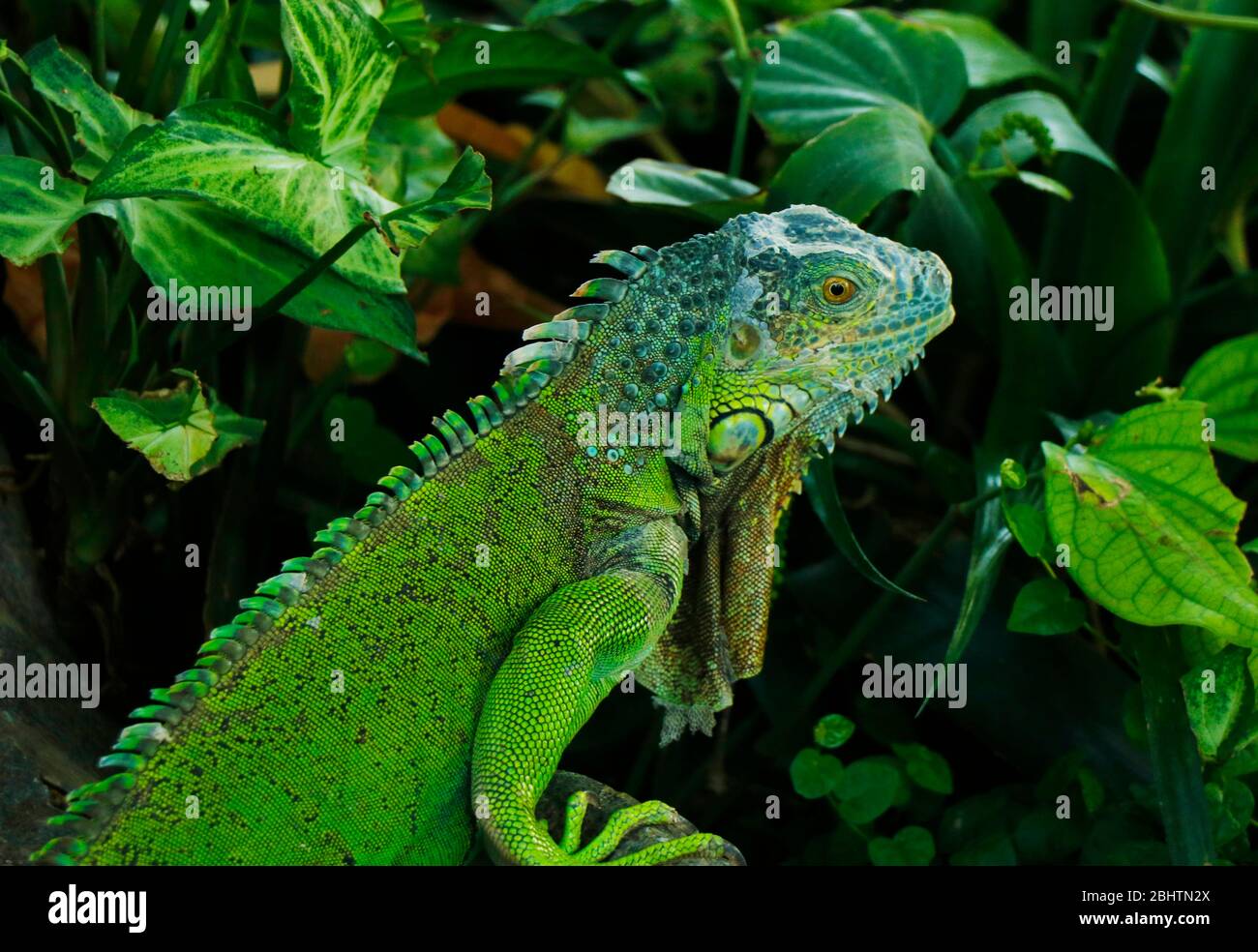 chinese water dragon lizard. is a species of agamid lizard native to ...
