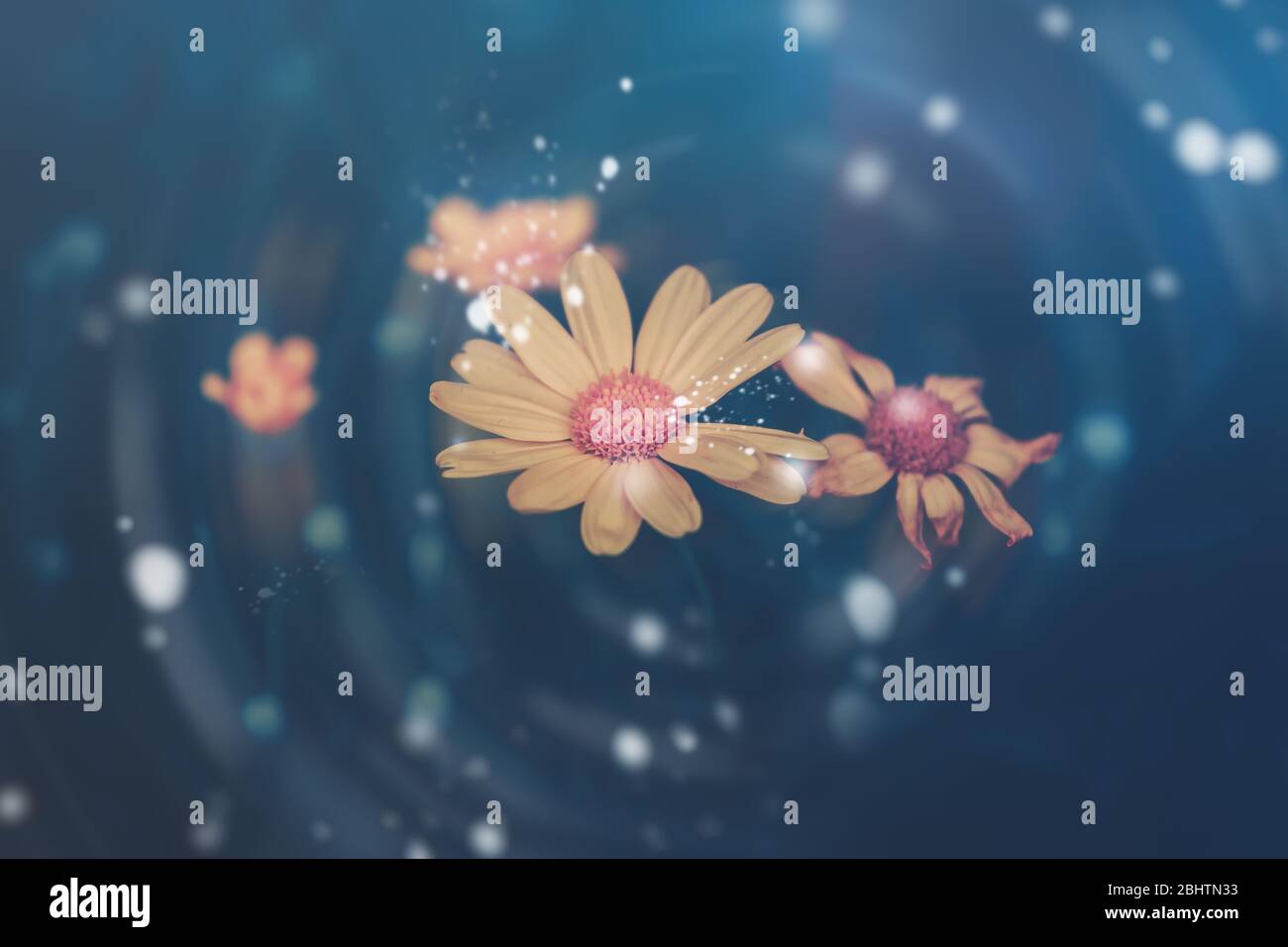 Dramatic flower background; Nature Background Stock Photo - Alamy