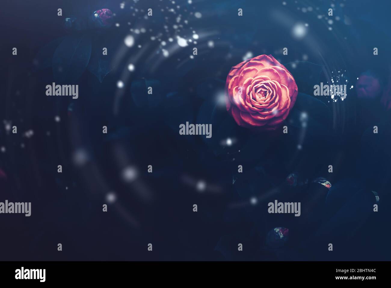 Dramatic flower background; Nature Background Stock Photo - Alamy