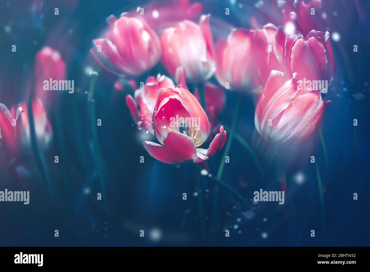 Dramatic flower background; Nature Background Stock Photo - Alamy