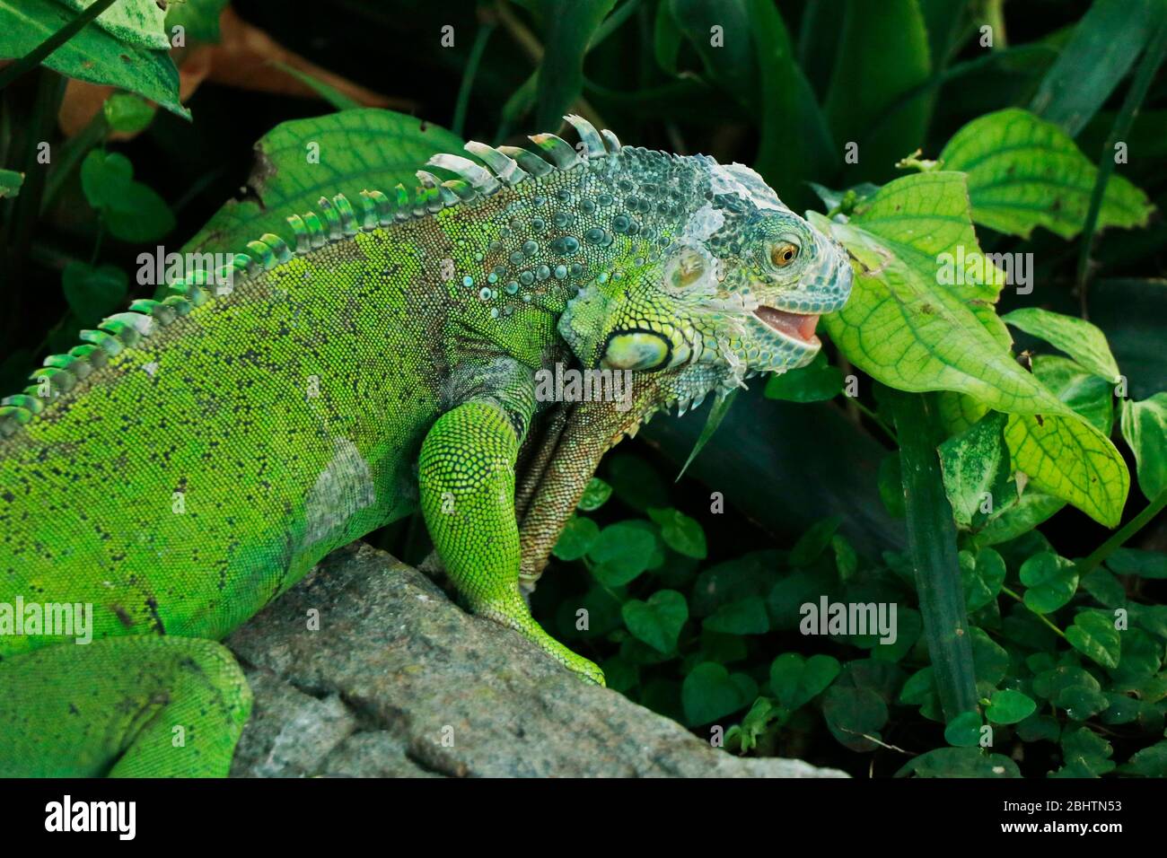 chinese water dragon lizard. is a species of agamid lizard native to ...