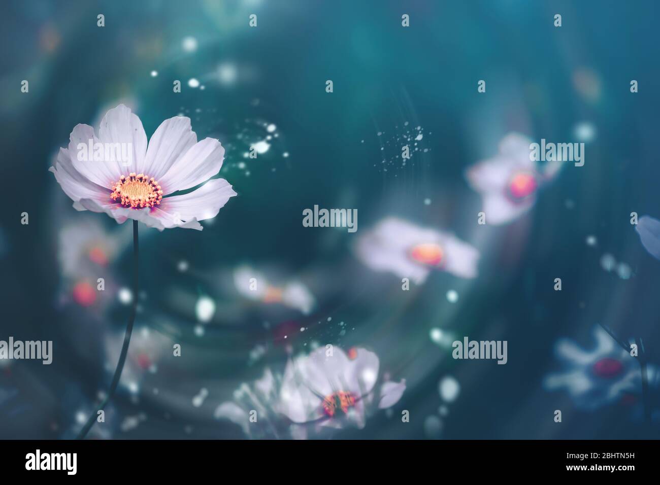 Dramatic flower background; Nature Background Stock Photo - Alamy