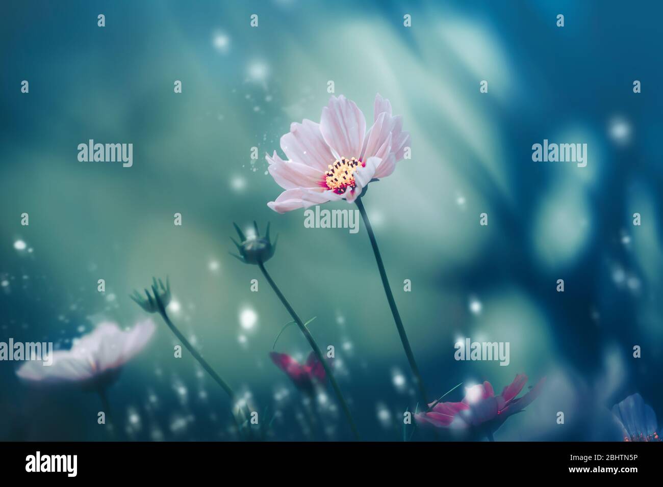 Dramatic flower background; Nature Background Stock Photo - Alamy