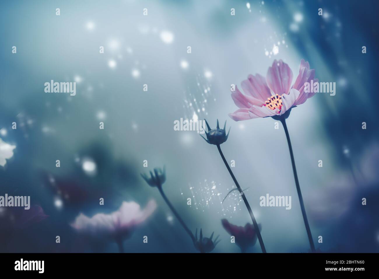 Dramatic flower background; Nature Background Stock Photo - Alamy