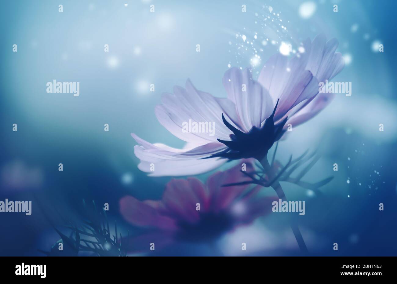 Dramatic flower background; Nature Background Stock Photo - Alamy